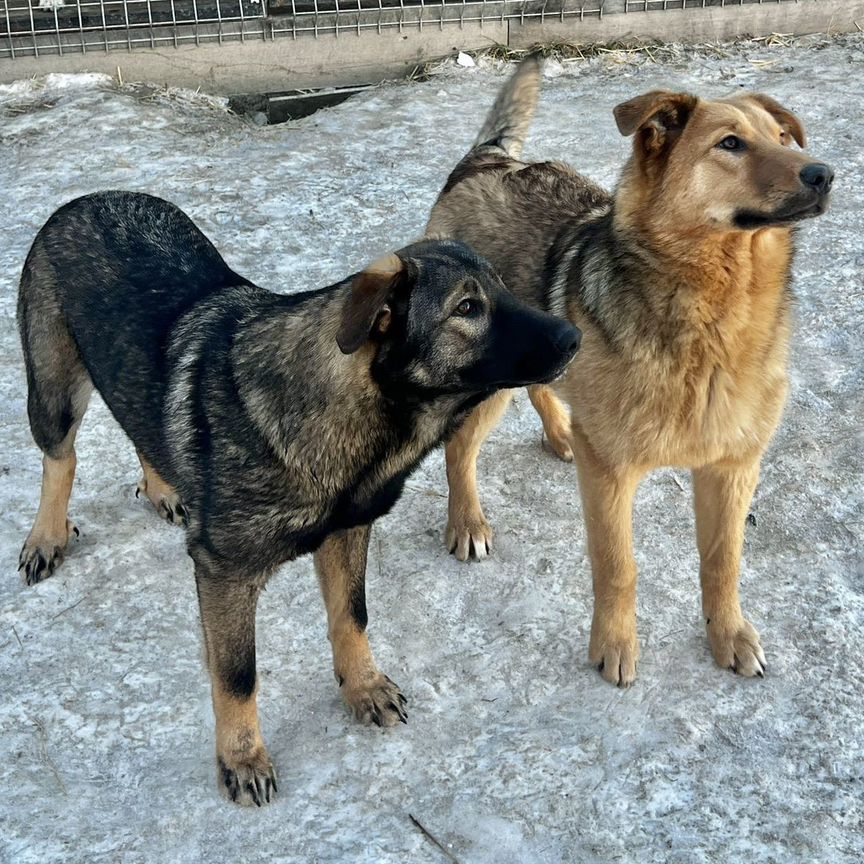 Щенки подростки девочки в добрые руки