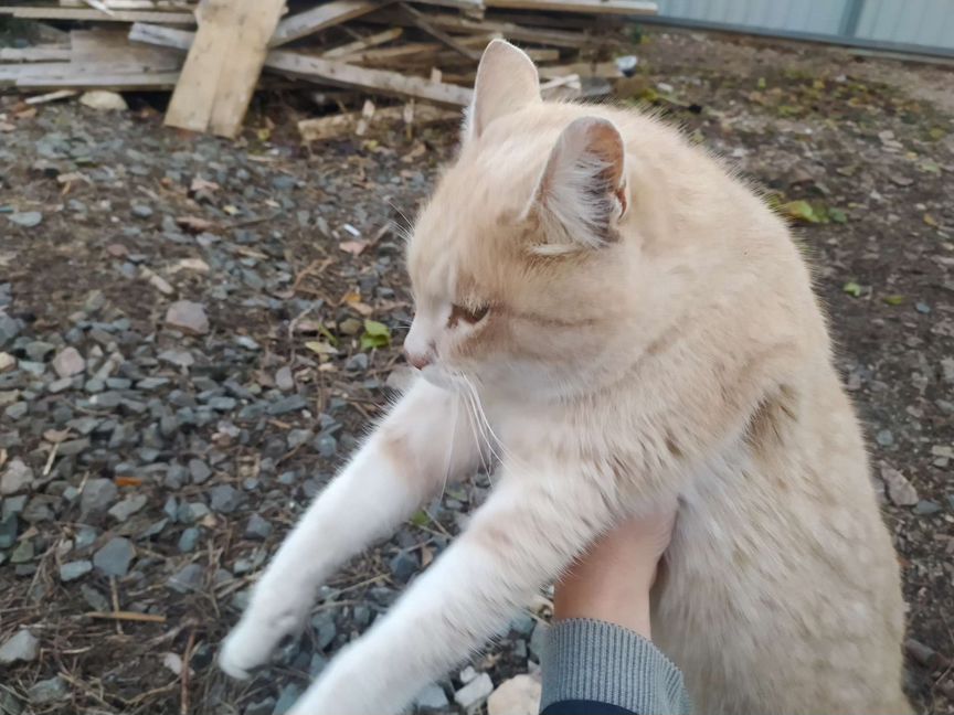 Кот мышелов