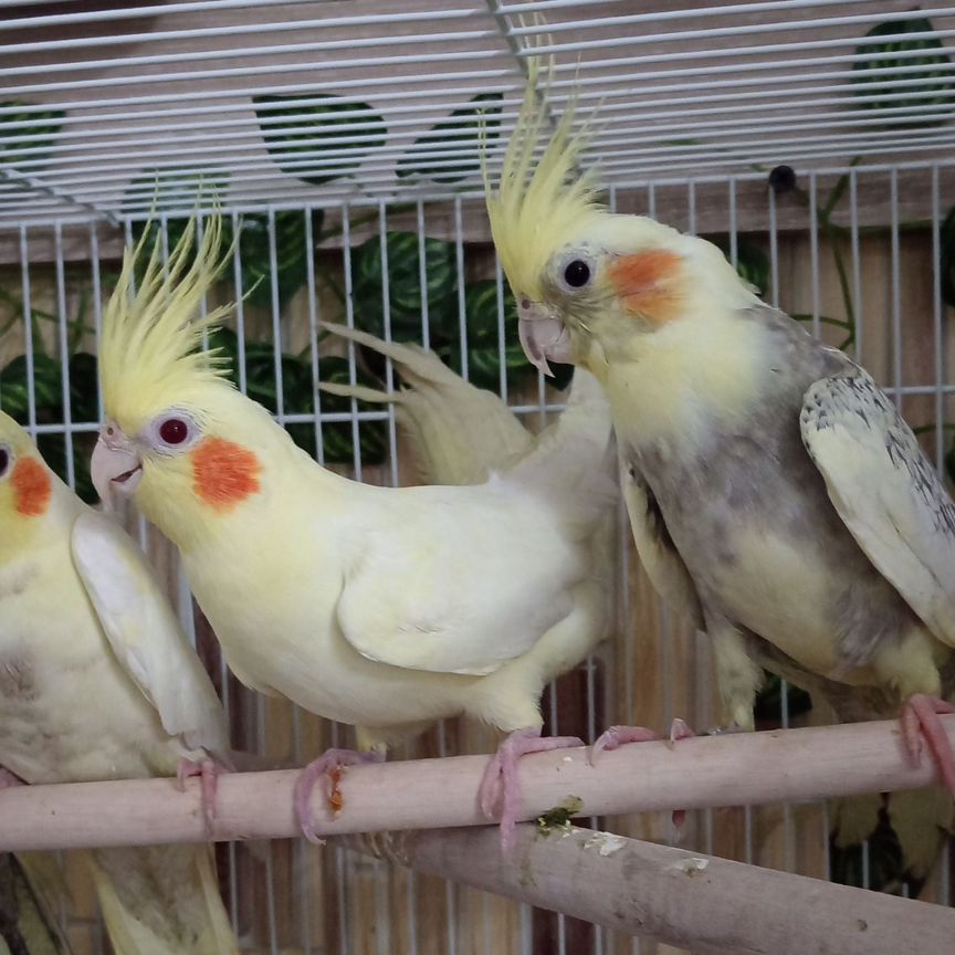 Попугай корелла, птенцы, клетки