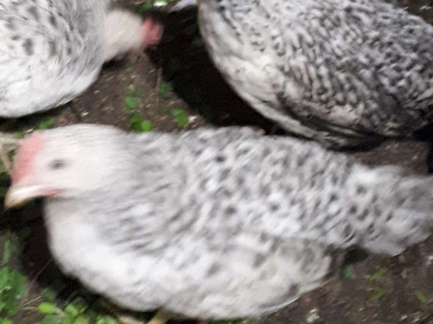 Петушки Барковские