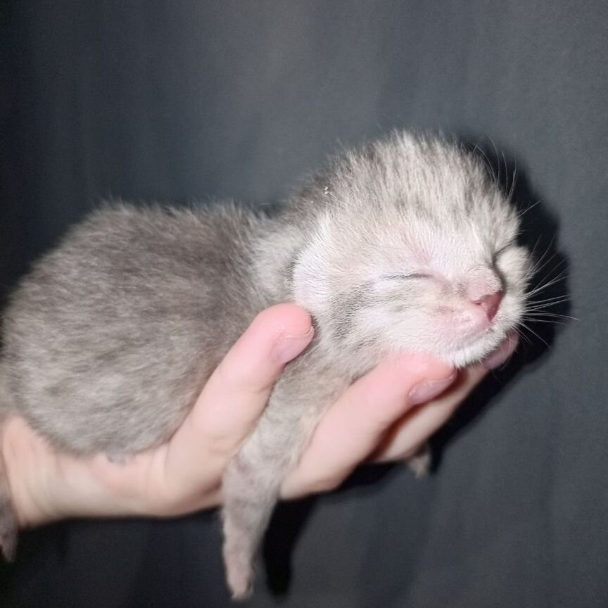 Домашние котята