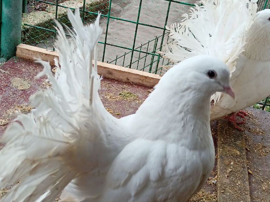 Голуби домашние