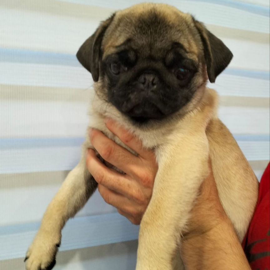 Мопс, щенок