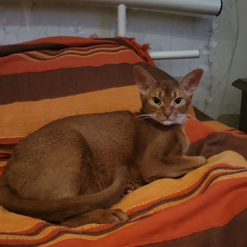 Кошка редкостная