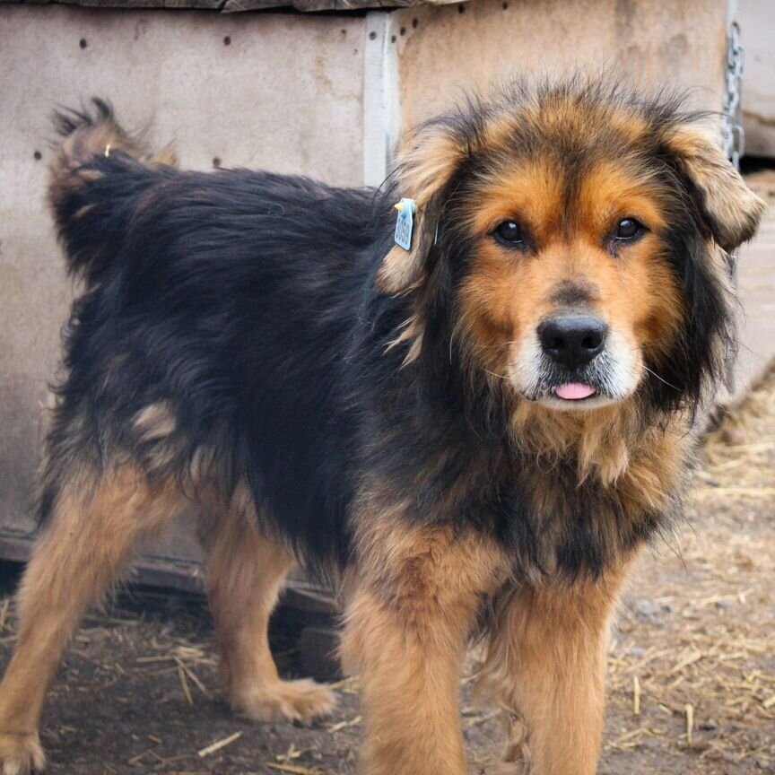 Взрослый пёс в добрые руки