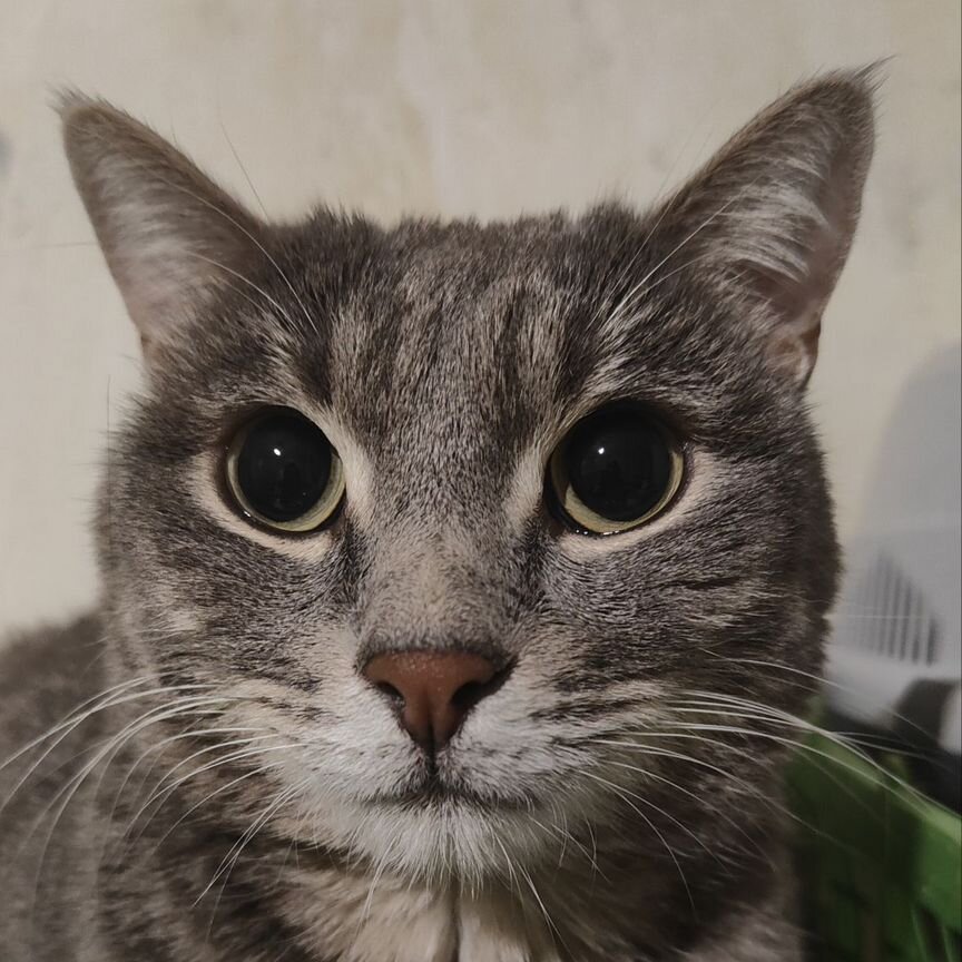 Котик молодой большой ласковый