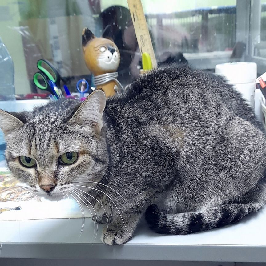 Взрослая, кошка в добрые руки