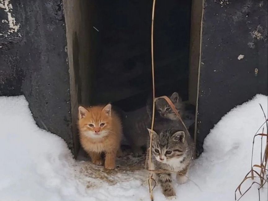 Котята в добрые руки