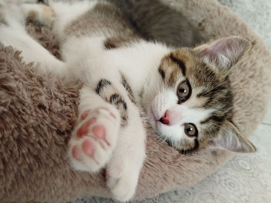 Котята в добрые руки бесплатно