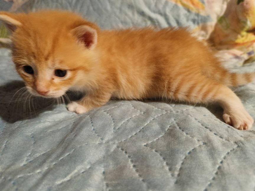Котёнок лесного кота