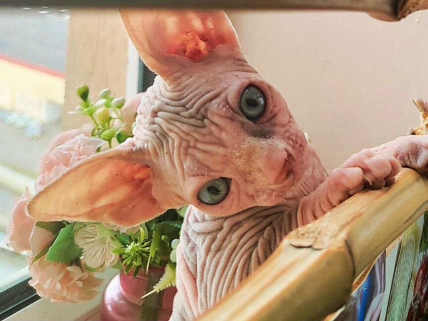 Канадский сфинкс Jewellery девочка