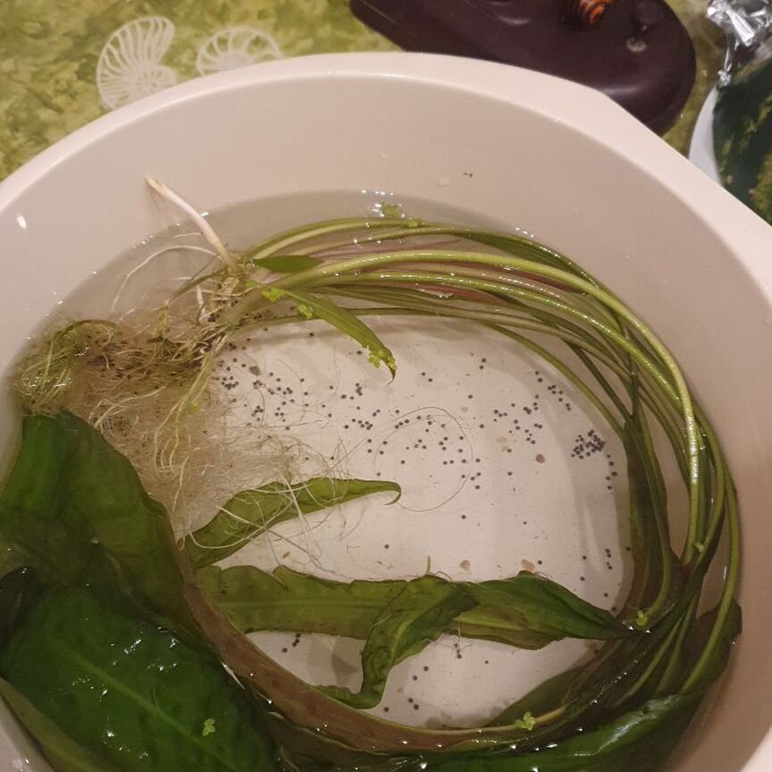 Аквариумное растение