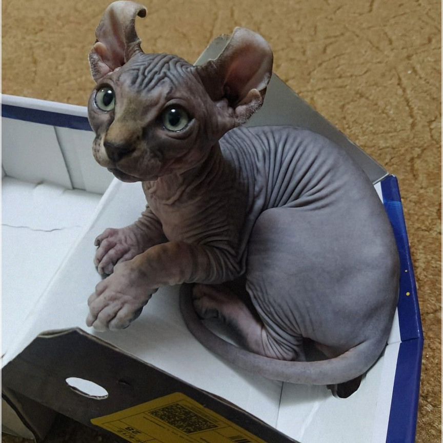 Канадский сфинкс котенок мальчик