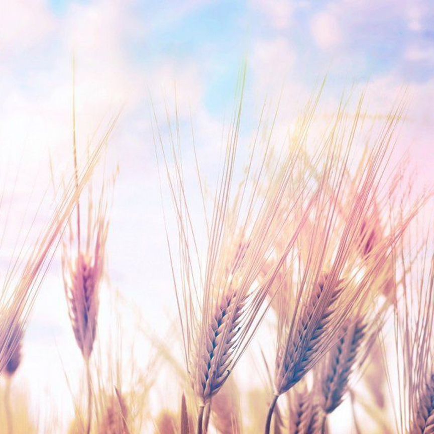 Корма для сельскохозяйственных животных