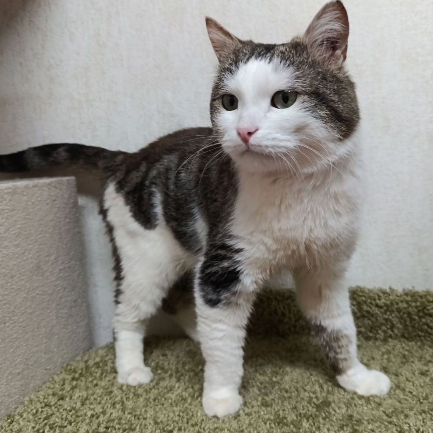 Взрослый кот в добрые руки