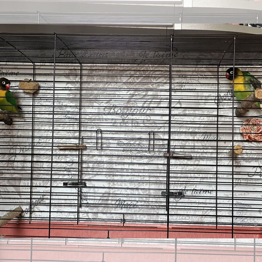 Попугай неразлучники с клеткой