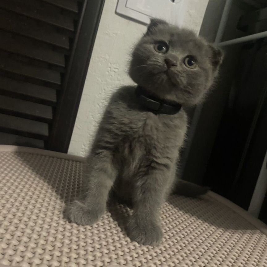 Шотландская вислоухая кошка