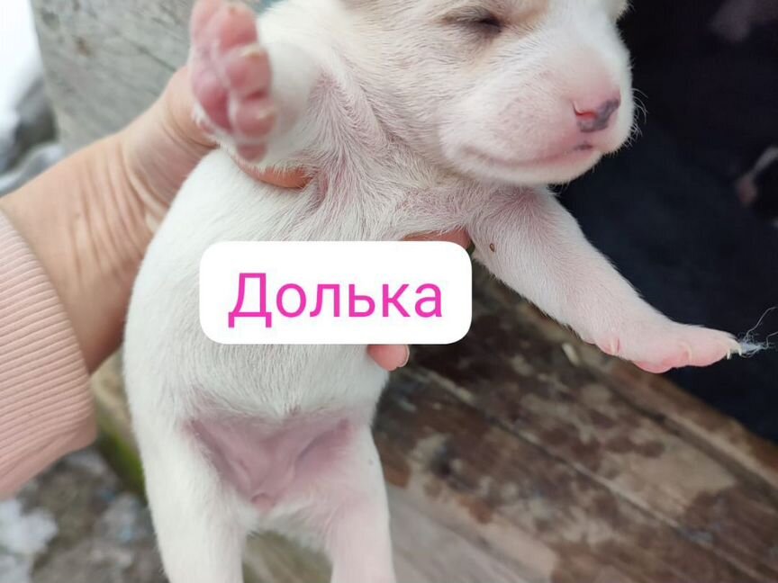 Щенки бесплатно