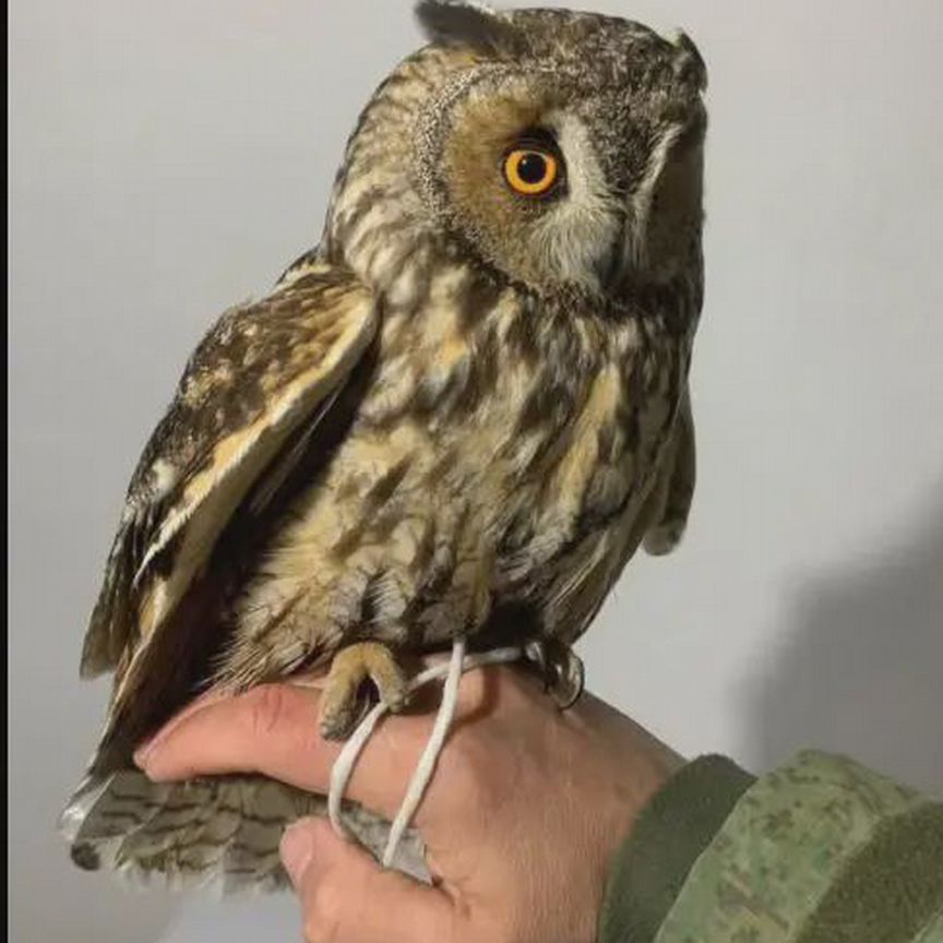 Попугай Совушка