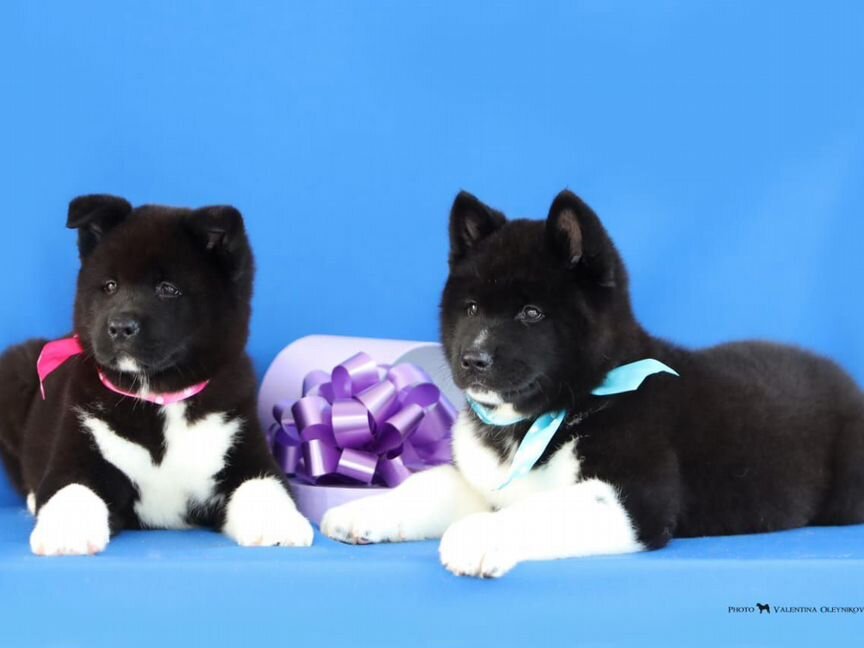 Американская акита щенки