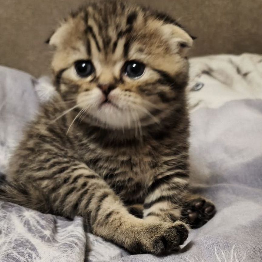 Шотландский вислоухий короткошёрстный котёнок