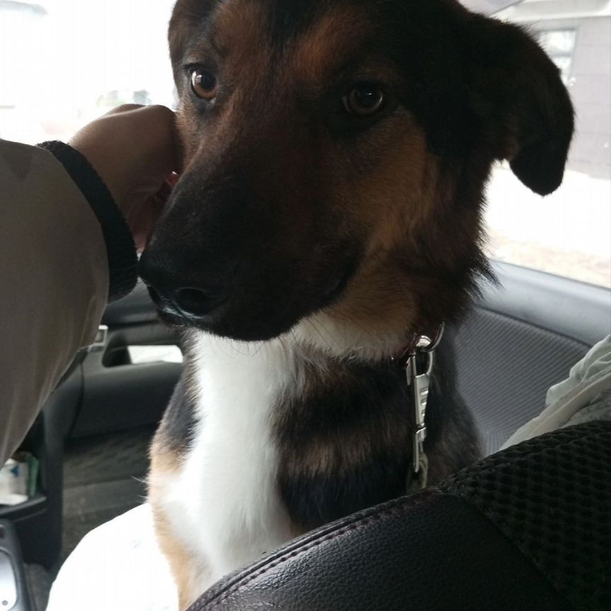 Собака в добрые руки