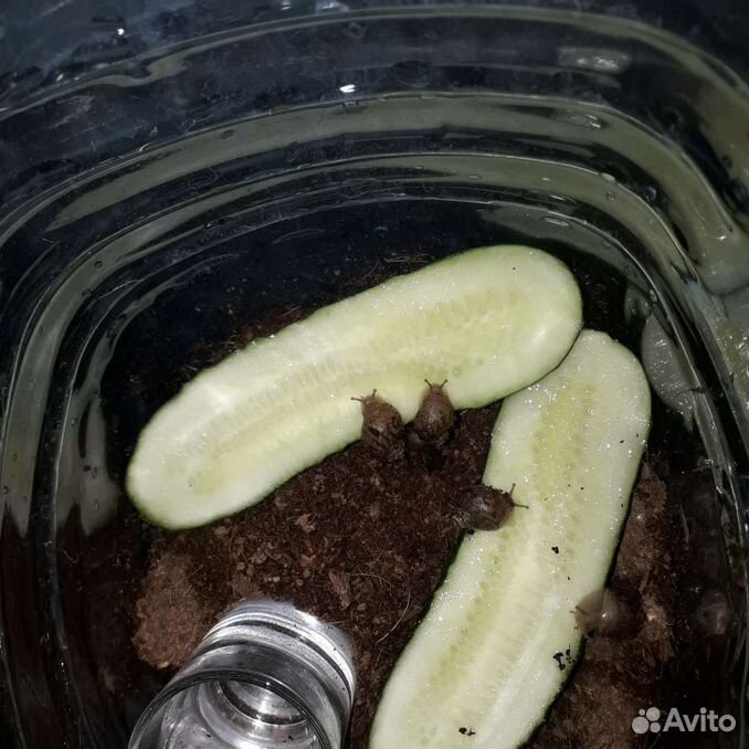 Малышки-ахатинки