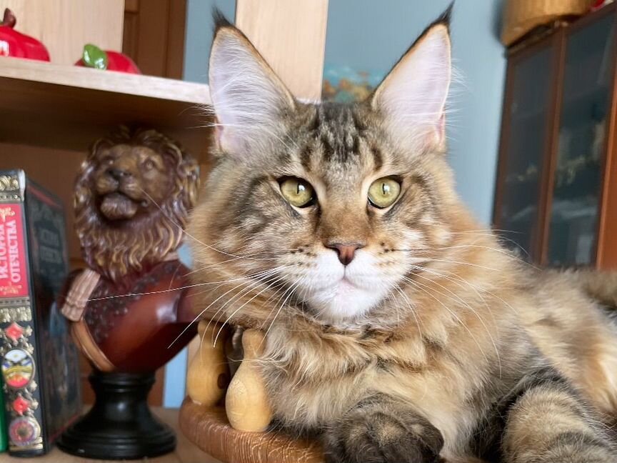 Кекс. Шикарный котенок мейн кун