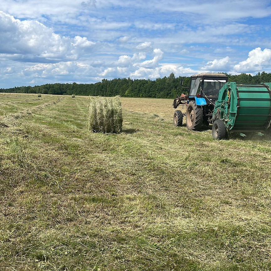 Сено люцерны