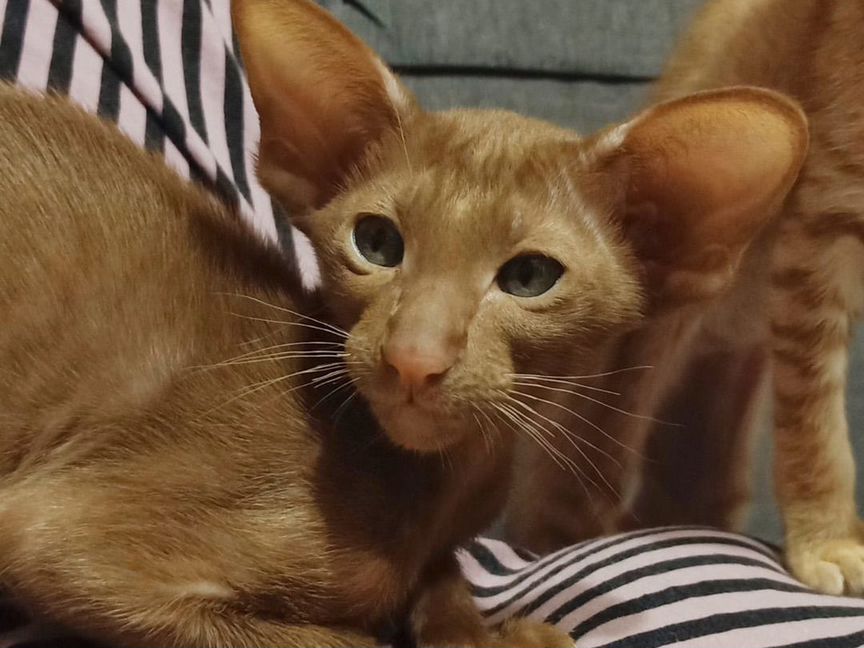 Ориентальные котята