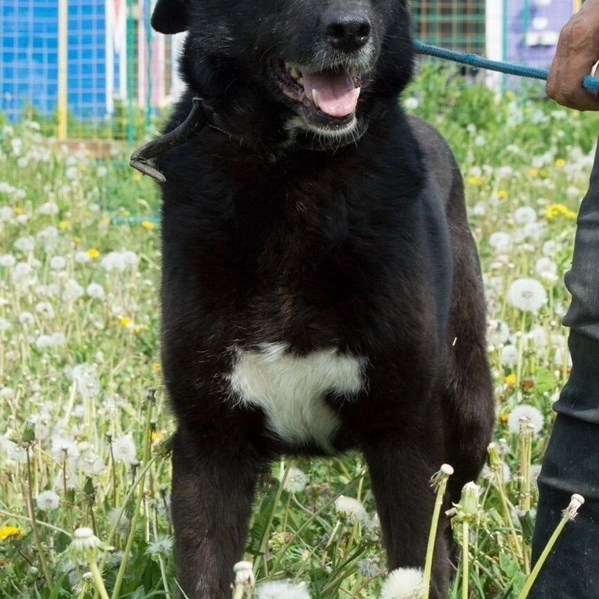 Собака в добрые руки