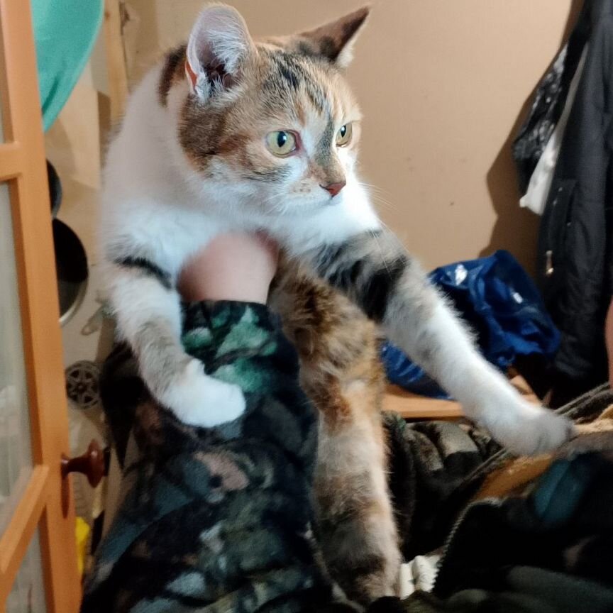 Взрослая, Девочка кошка в добрые руки