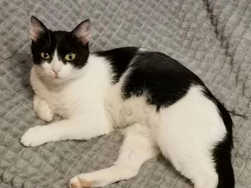 Кошечка скромняшка ищет Семью