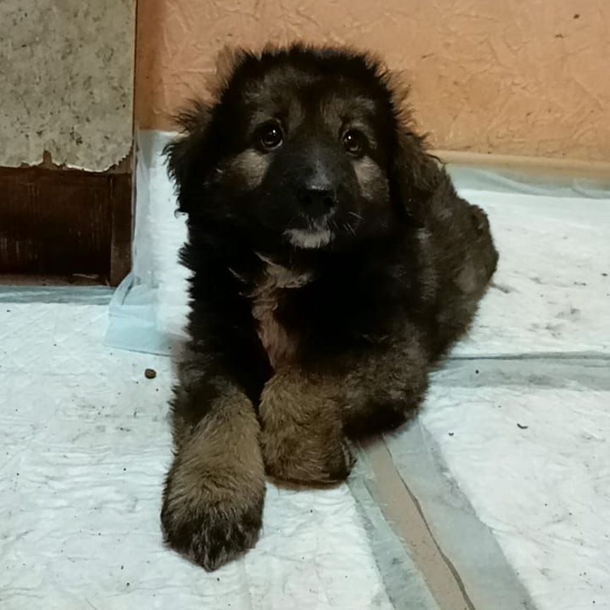 Метиз овчарки