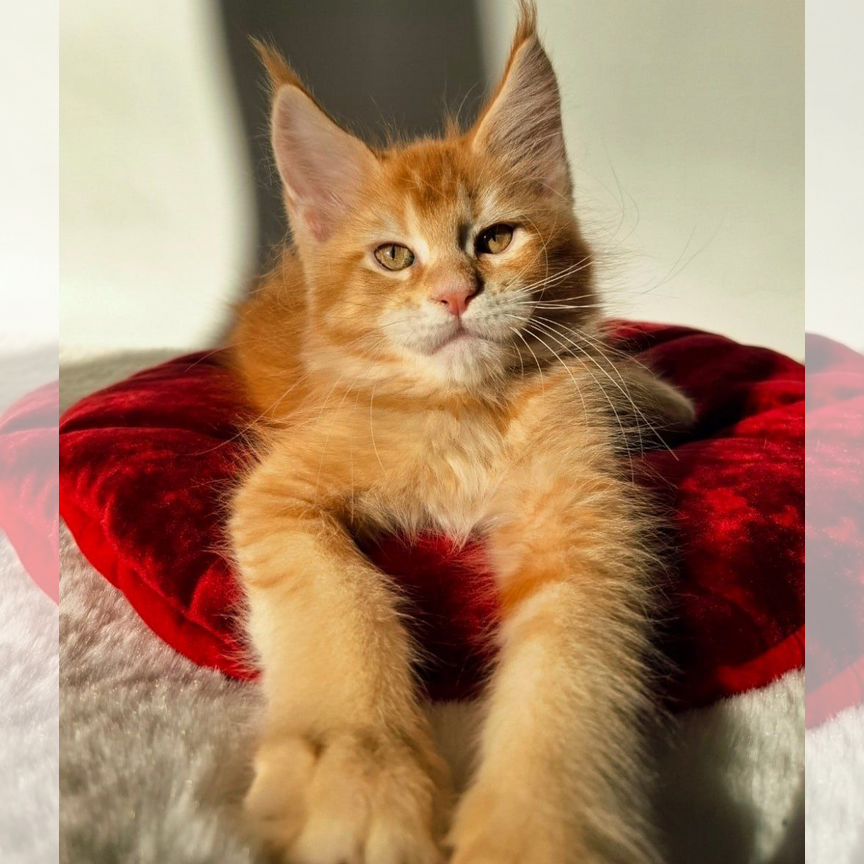 Мейн-кун котёнок