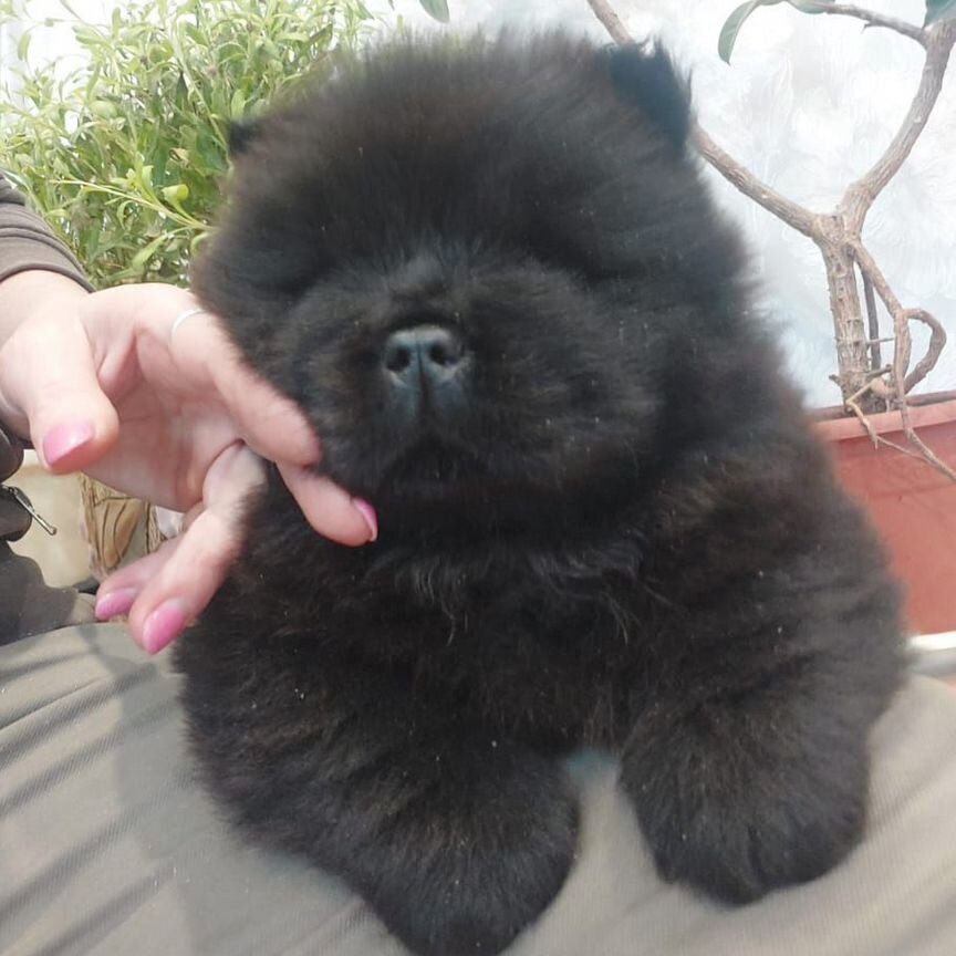 Чау-чау, щенок