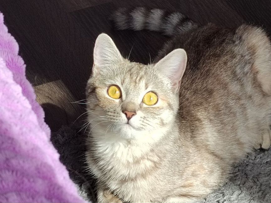 Котята селкирк рекс