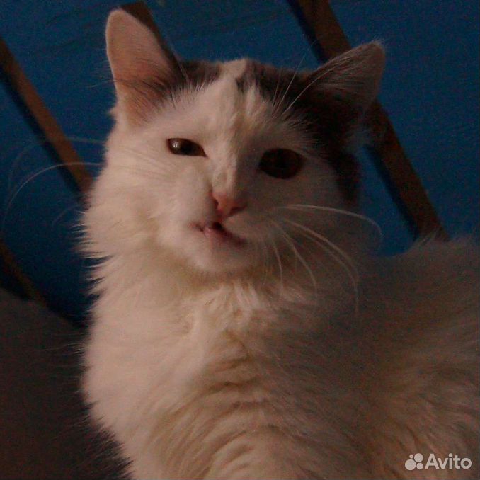 Кошечка 2года