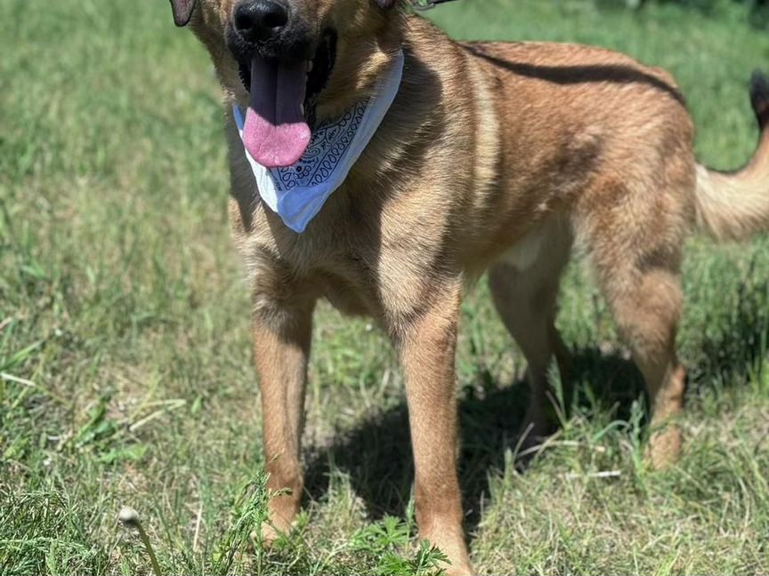 Сказочный Смурфик ждёт своего хозяина в приюте