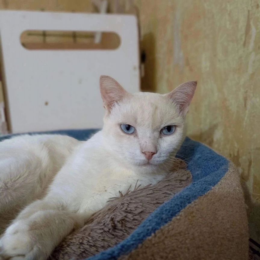 Кот ищет дом
