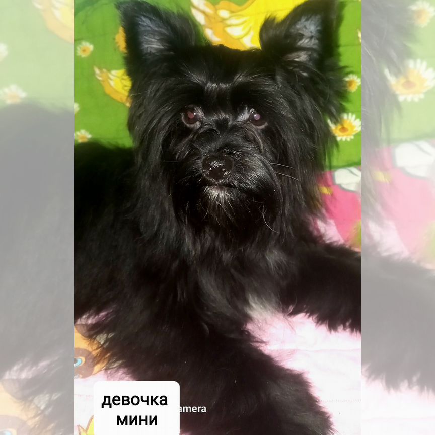 Йоркширский терьер, щенок