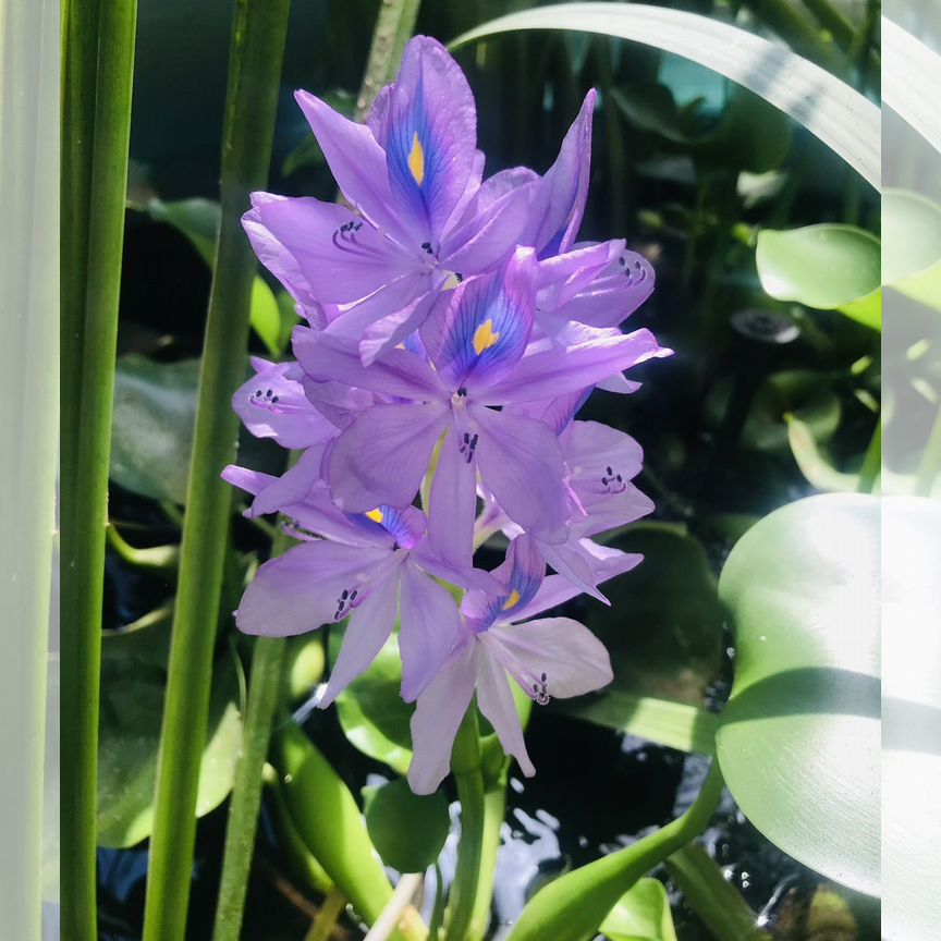 Гиоцинд водный-Эйхорния,Пистия,биофильр