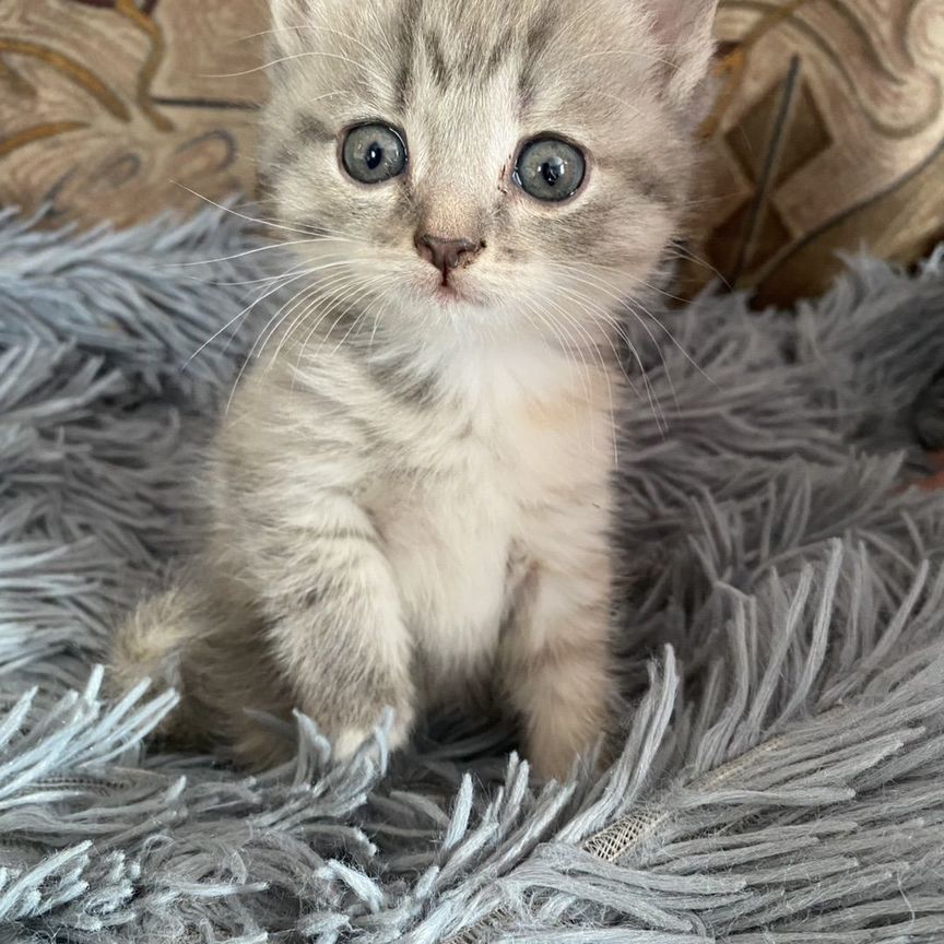 Шотландская