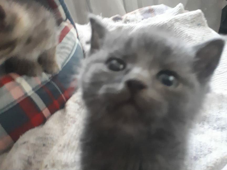 Котята в добрые руки