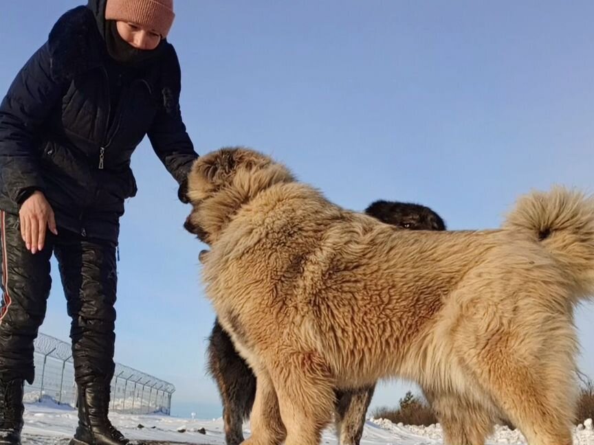 Собачий пух