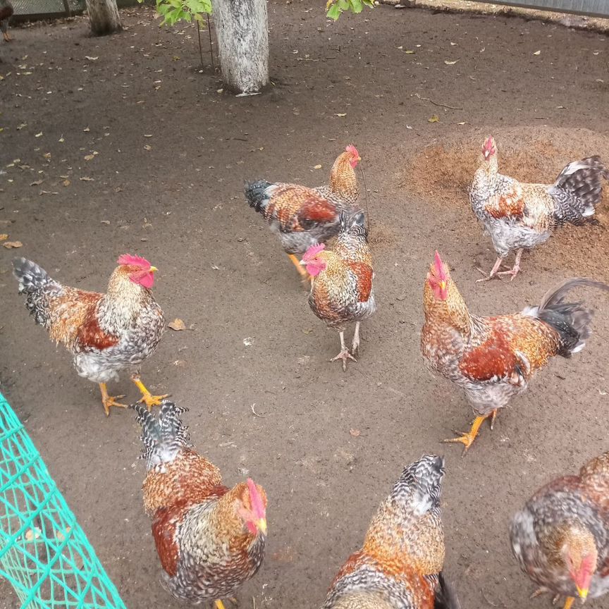 Петушки Белефельдер