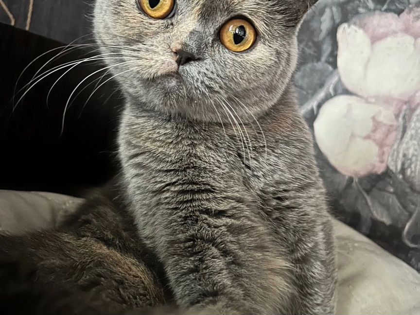 Отдам кошечку в добрые руки