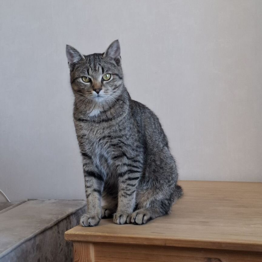Отдам кота в добрые руки