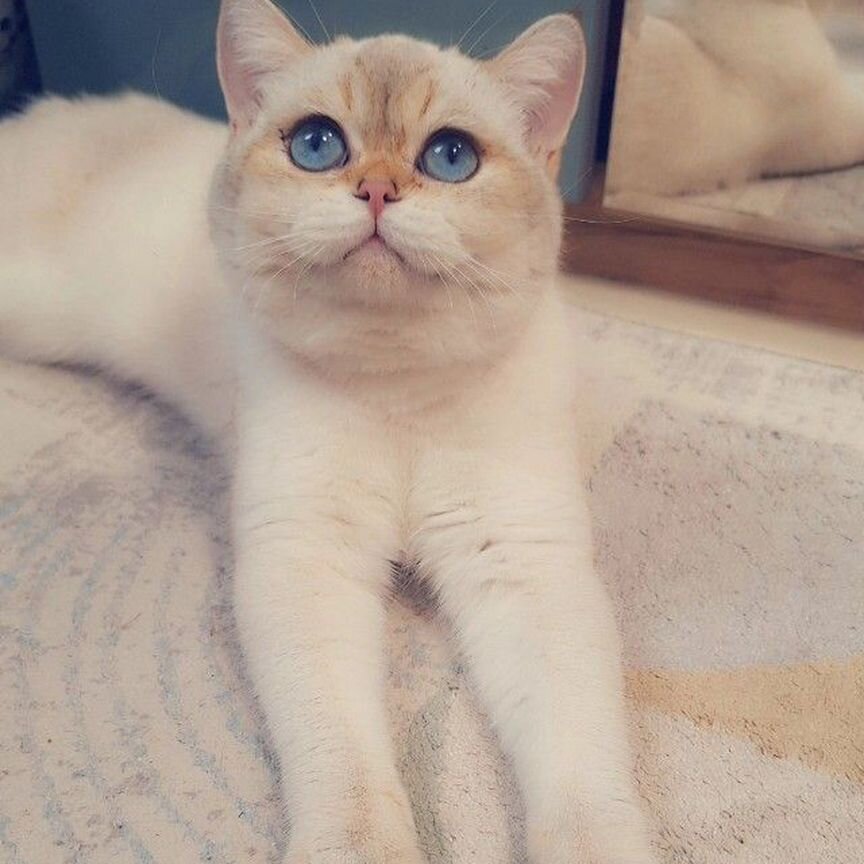 Шотландский котик в разведение