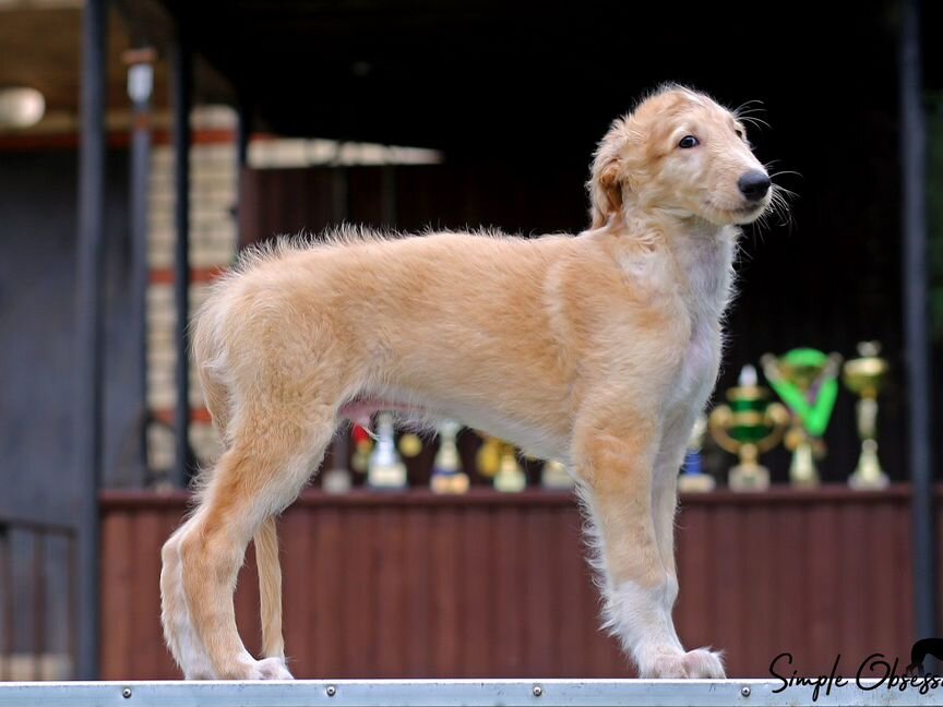 Русская псовая борзая